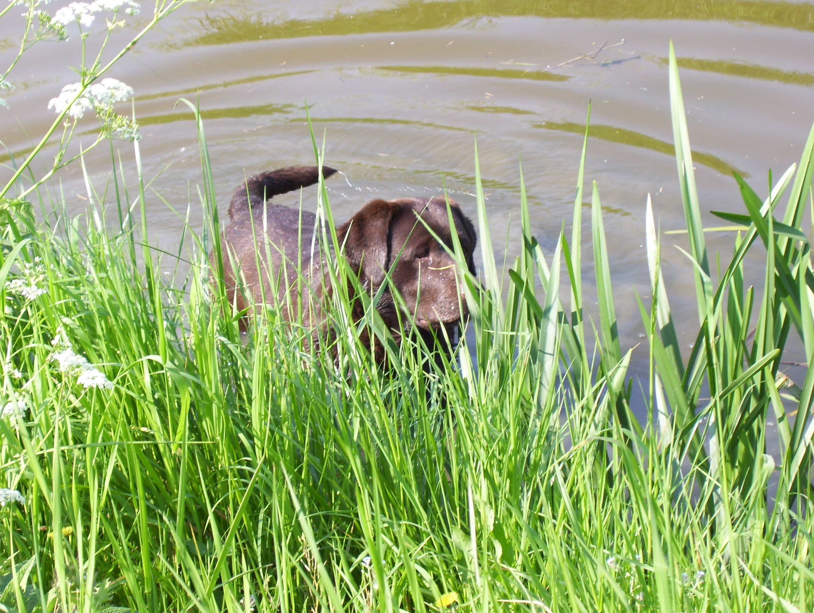 Pippi Lotta 2000-04-20-20 2015-12-14 | Tomtebolyckans kennel