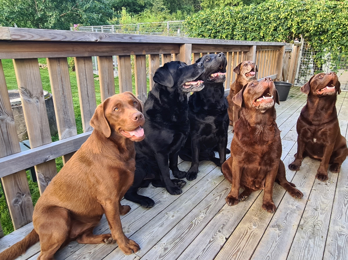 Fabbe & Emil grattar sina syskon Max, Oskar, Leo, Loke, Zebbe, Boss & Lisa med deras 7e ...